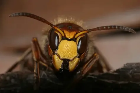 Guida: come riconoscere un calabrone e difendersi al meglio
